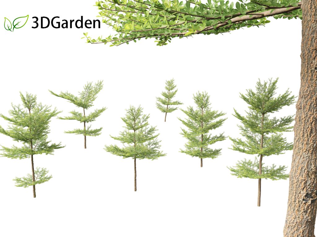 Terminalia mantaly - Madagascar Almond 3D Model - 3DGardenPlants