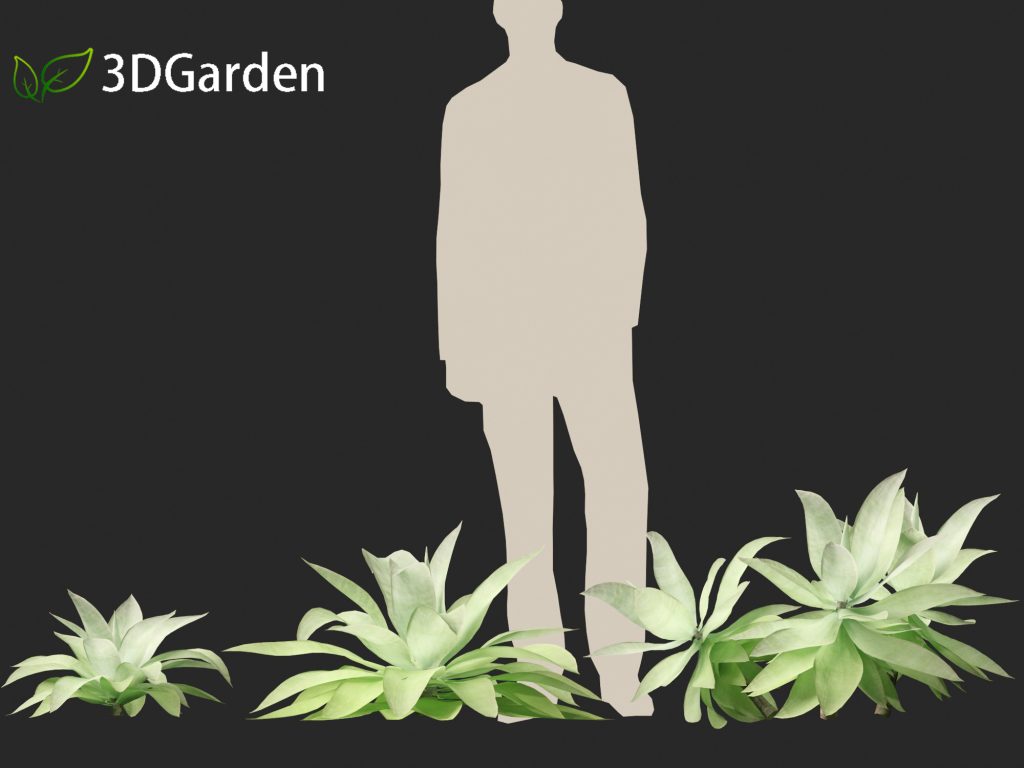 Agave attenuata – Fox Tail 3D Model - 3DGardenPlants