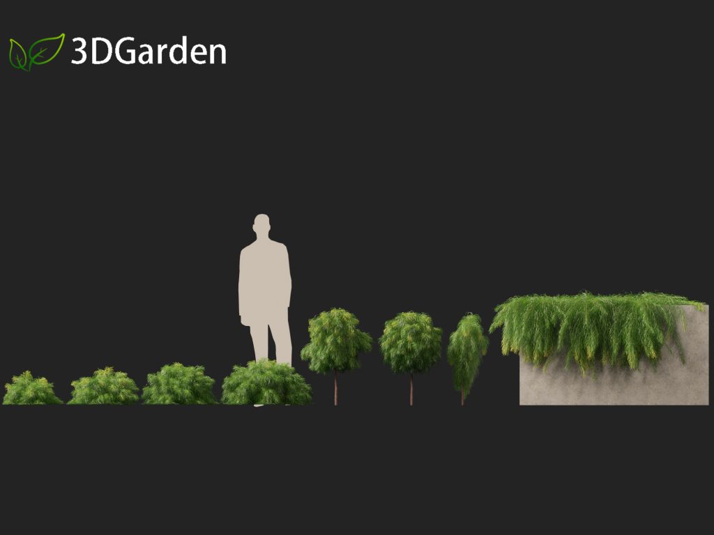 Acacia cognata limelight - River Wattle 3D Model - 3DGardenPlants