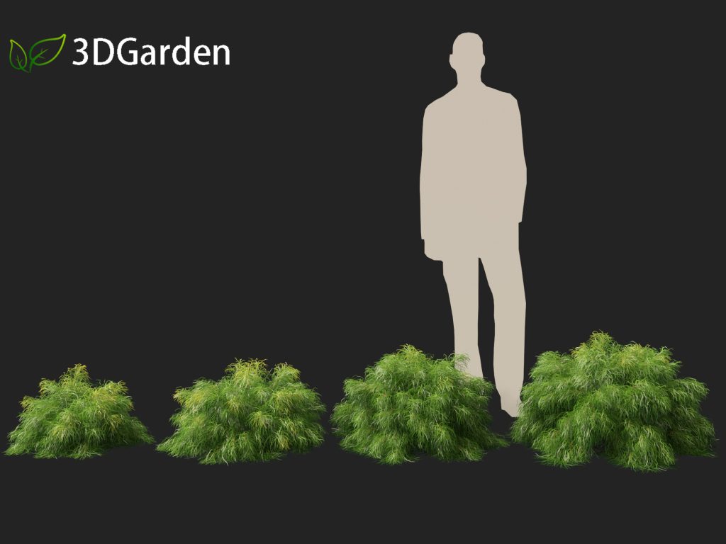 Acacia cognata limelight - River Wattle 3D Model - 3DGardenPlants