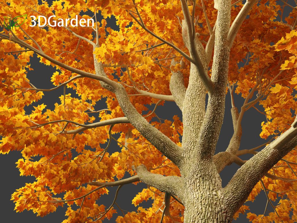 Acer platanoides – Norway maple 3D Model - 3DGardenPlants