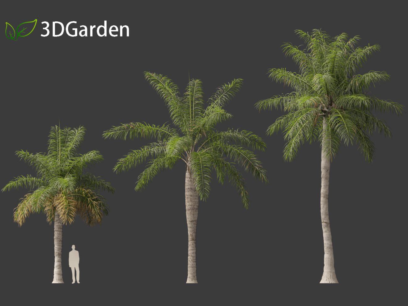 Acrocomia aculeata - Macaw palm 3D Model - 3DGardenPlants