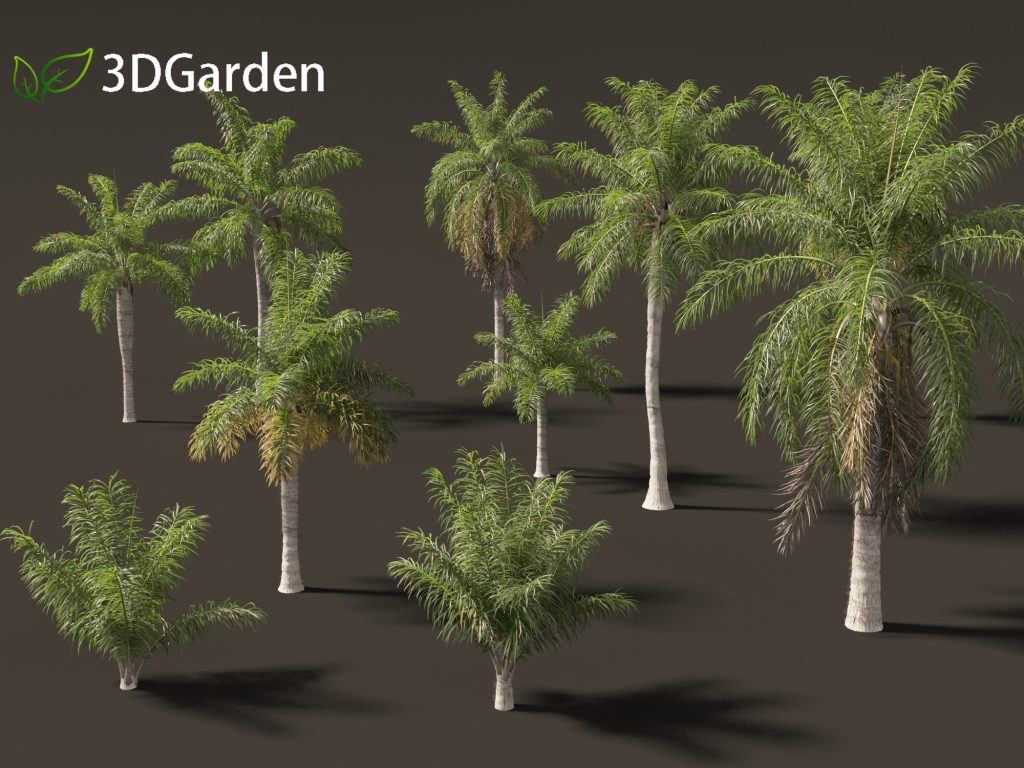 Acrocomia aculeata - Macaw palm 3D Model - 3DGardenPlants