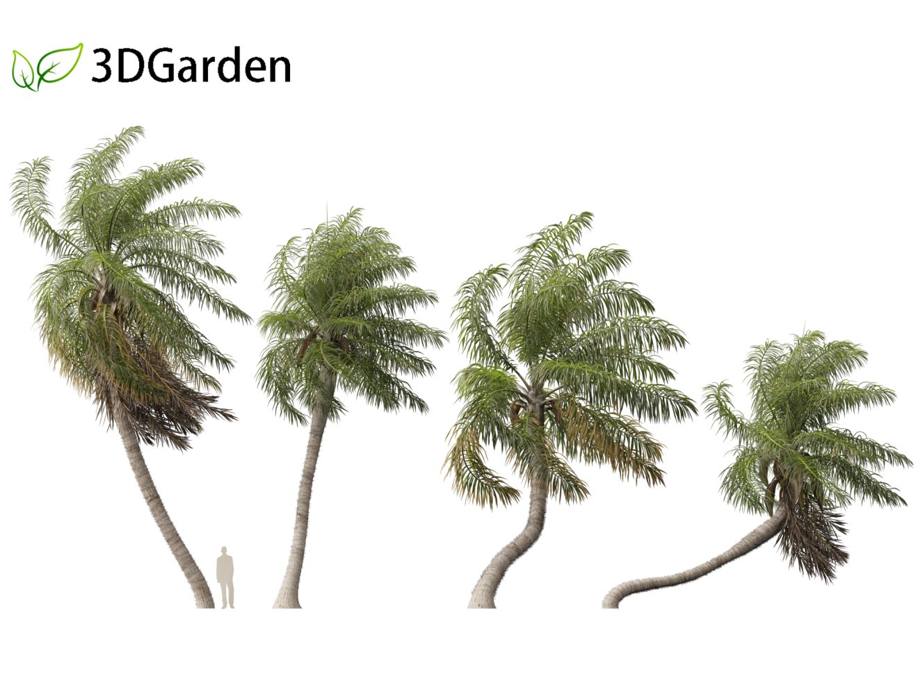 Acrocomia aculeata - Macaw palm 04 Windy 3D Model - 3DGardenPlants