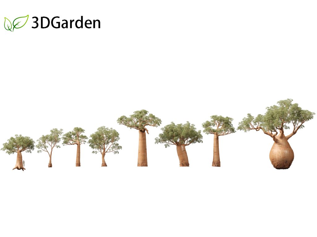 Adansonia digitata - Baobab 01-04 Tree 3D model - 3DGardenPlants