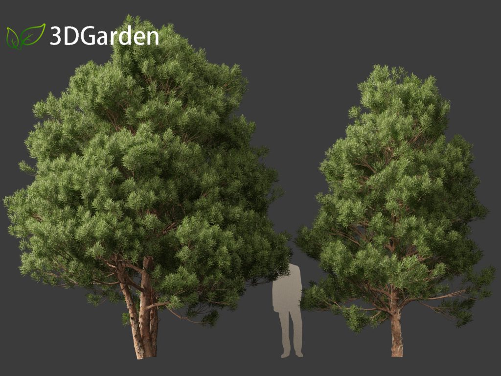 Afrocarpus falcatus - Outeniqua Yellowwood 3D model - 3DGardenPlants