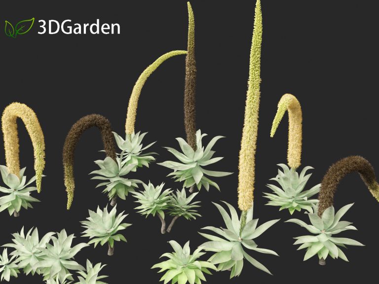 Agave attenuata – Fox Tail 3D Model - 3DGardenPlants