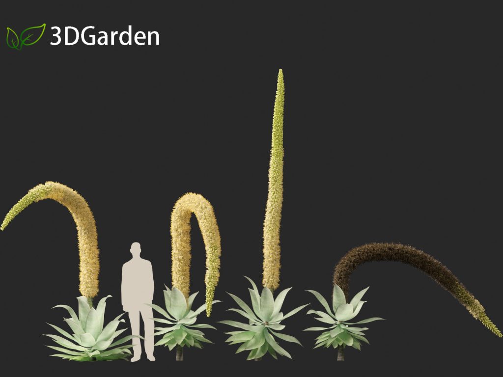 Agave attenuata – Fox Tail 3D Model - 3DGardenPlants