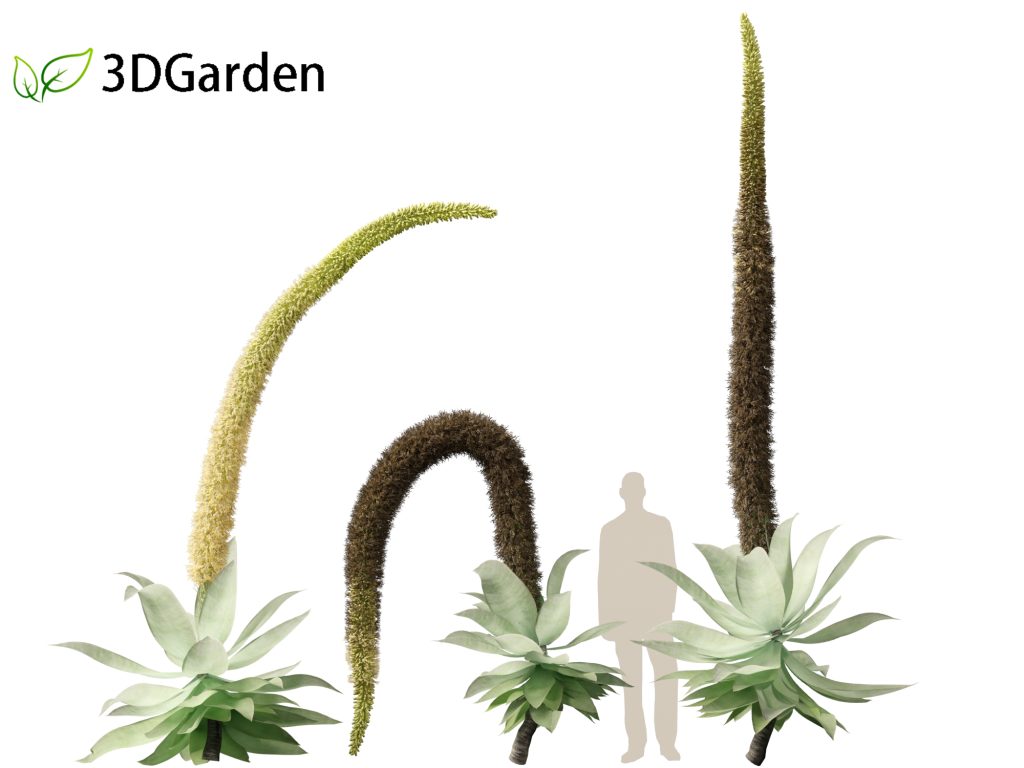 Agave attenuata – Fox Tail 3D Model - 3DGardenPlants