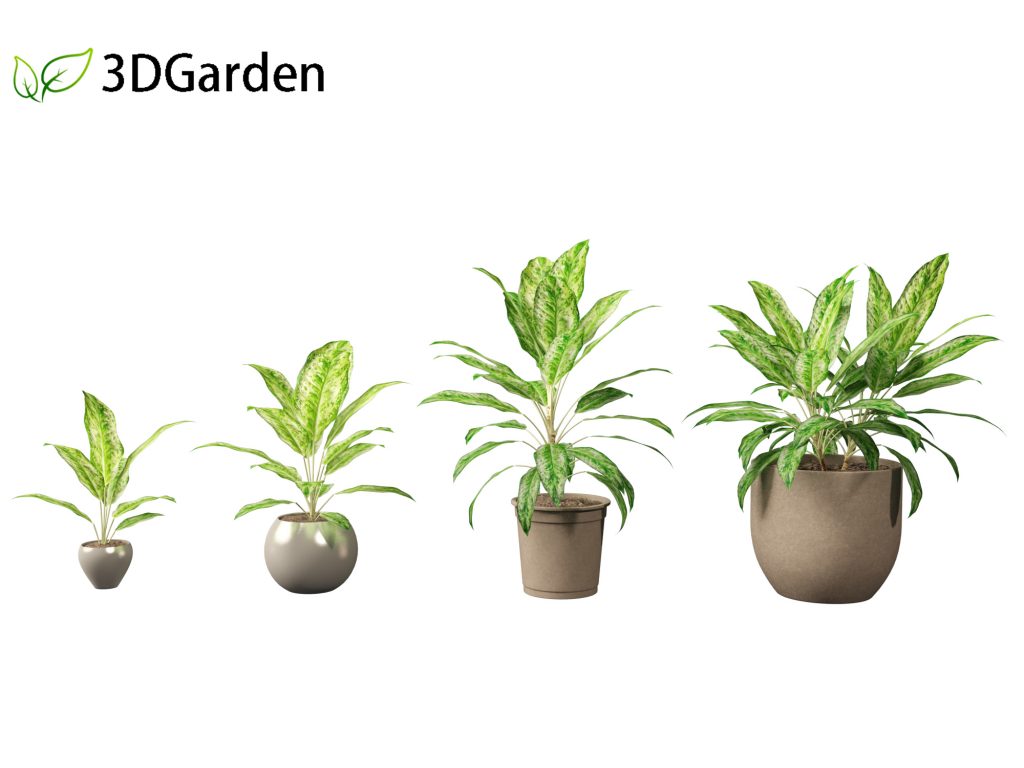 Aglaonema Nitidum White Stem - Chinese Evergreen 3D Model - 3DGardenPlants
