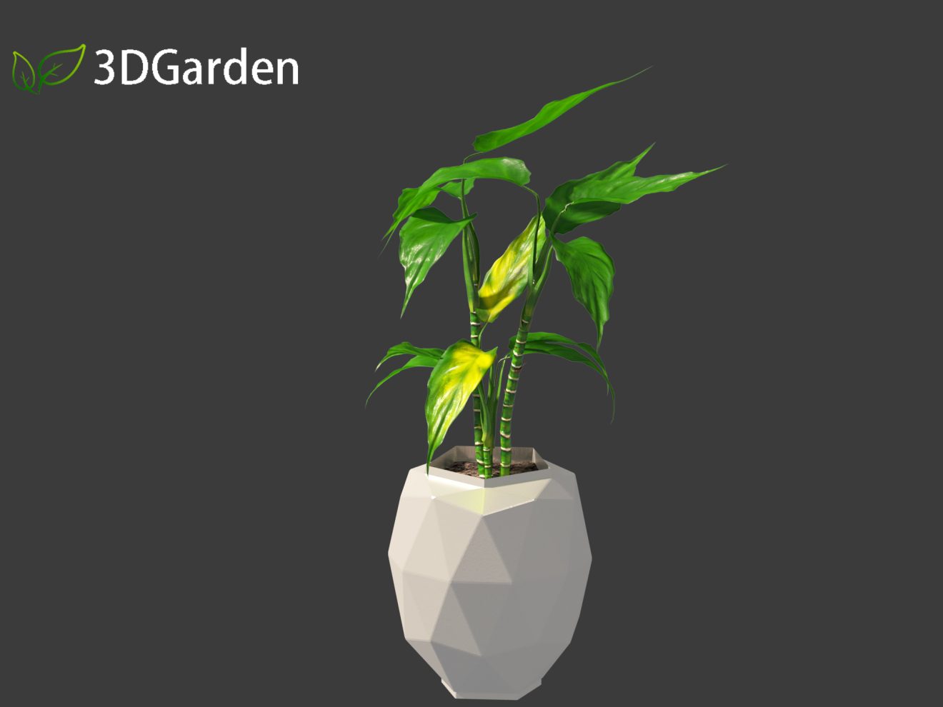 Aglaonema modestum - Chinese evergreen 3D Model - 3DGardenPlants
