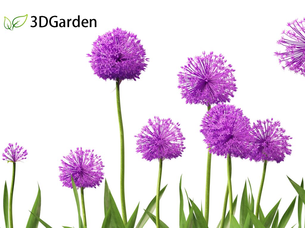 Allium hollandicum - Dutch Garlic 3D Model - 3DGardenPlants