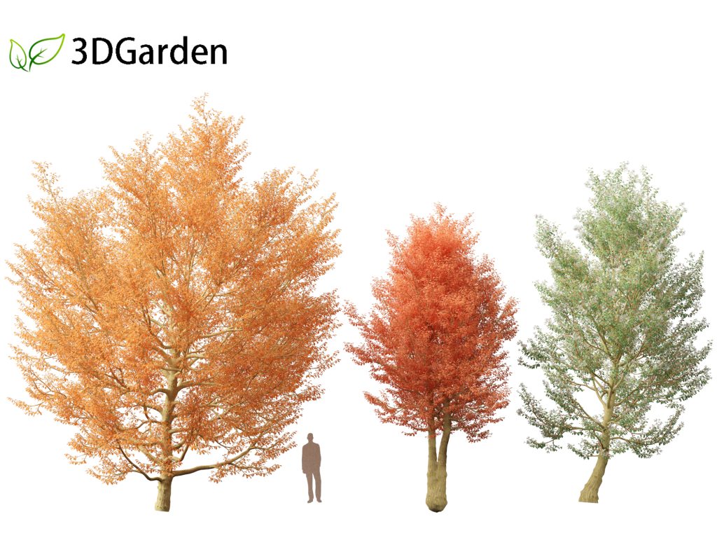 Amelanchier canadensis – Canadian serviceberry 3D Model