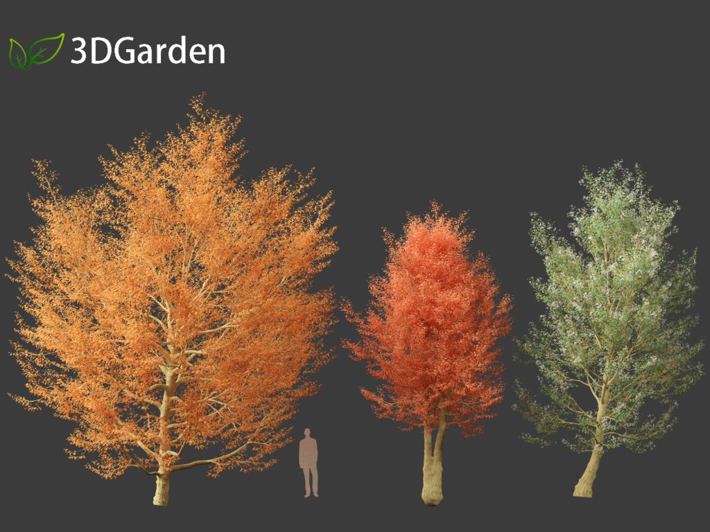 Amelanchier canadensis – Canadian serviceberry 3D Model