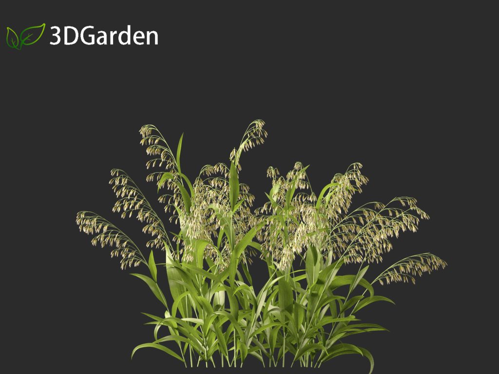 Avena sativa - Oats 3D Model - 3DGardenPlants