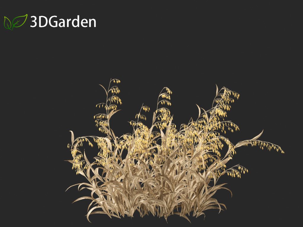 Avena sativa - Oats 3D Model - 3DGardenPlants