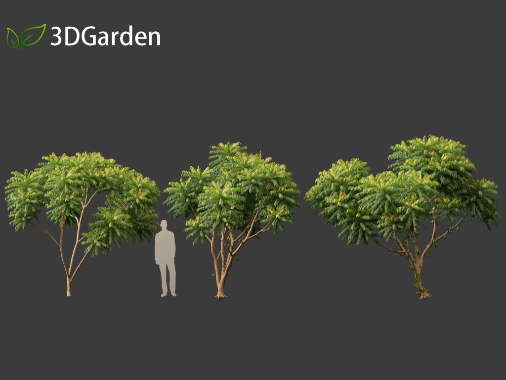Averrhoa bilimbi - Cucumber Tree 3D Model - 3DGardenPlants
