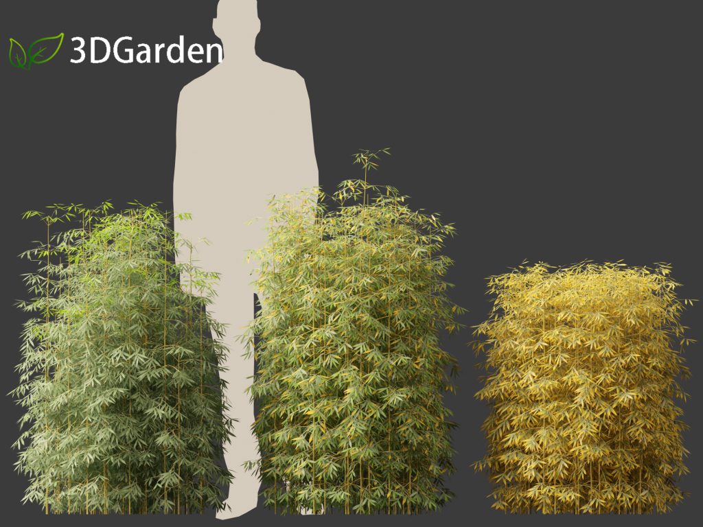 Bambusa multiplex fernleaf – Fernleaf Bamboo 01 3d model