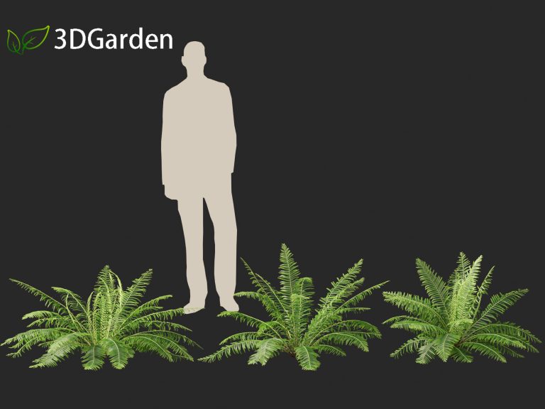 Blechnum nudum - Fishbone water fern 3D Model - 3DGardenPlants