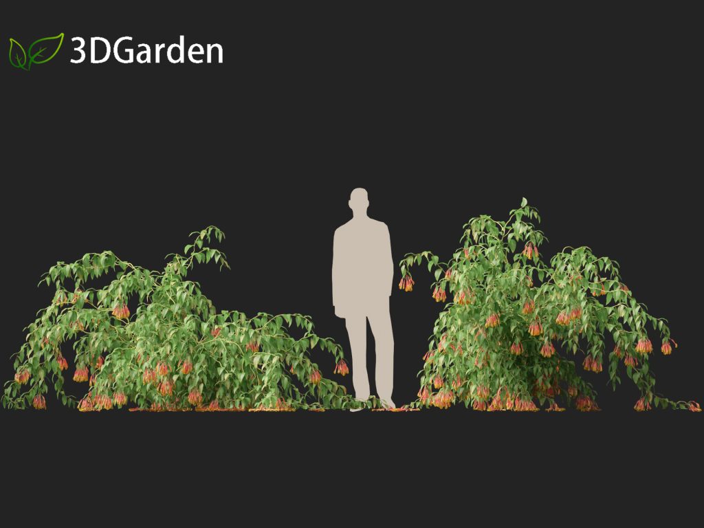 Bomarea multiflora - Trailing lily 3D Model - 3DGardenPlants