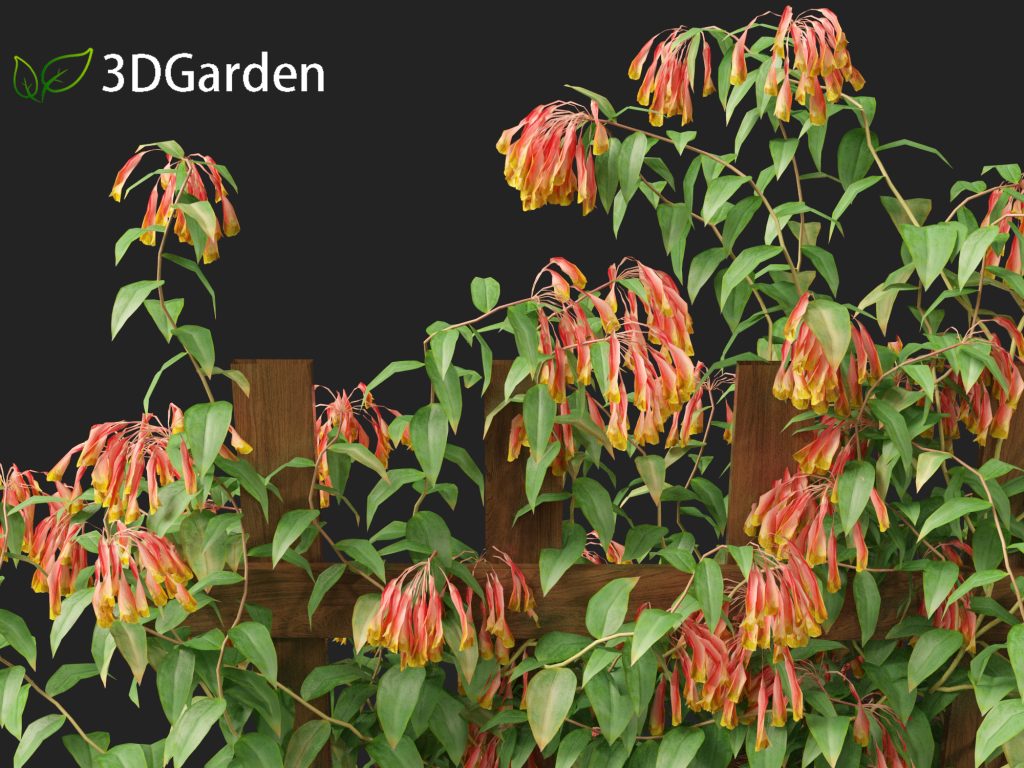 Bomarea multiflora - Trailing lily 3D Model - 3DGardenPlants