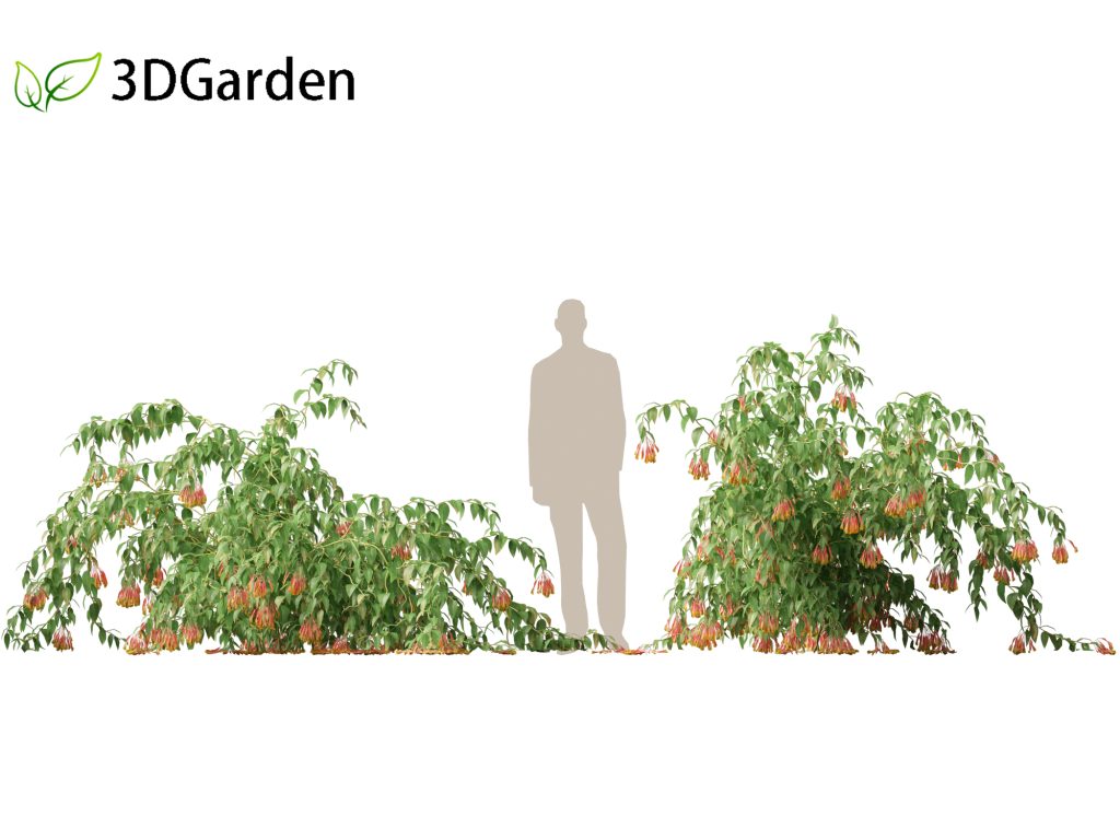 Bomarea multiflora - Trailing lily 3D Model - 3DGardenPlants