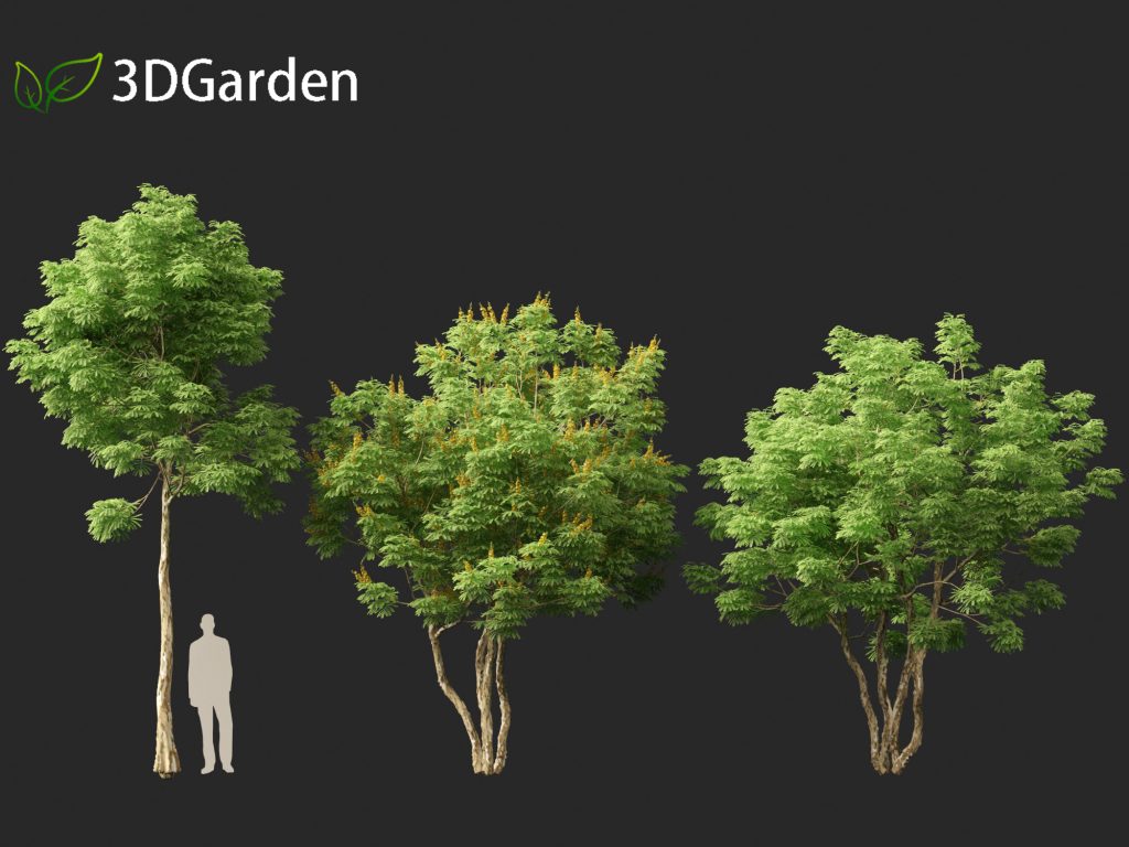 Caesalpinia ferrea - Brazilian ironwood 3D Model - 3DGardenPlants