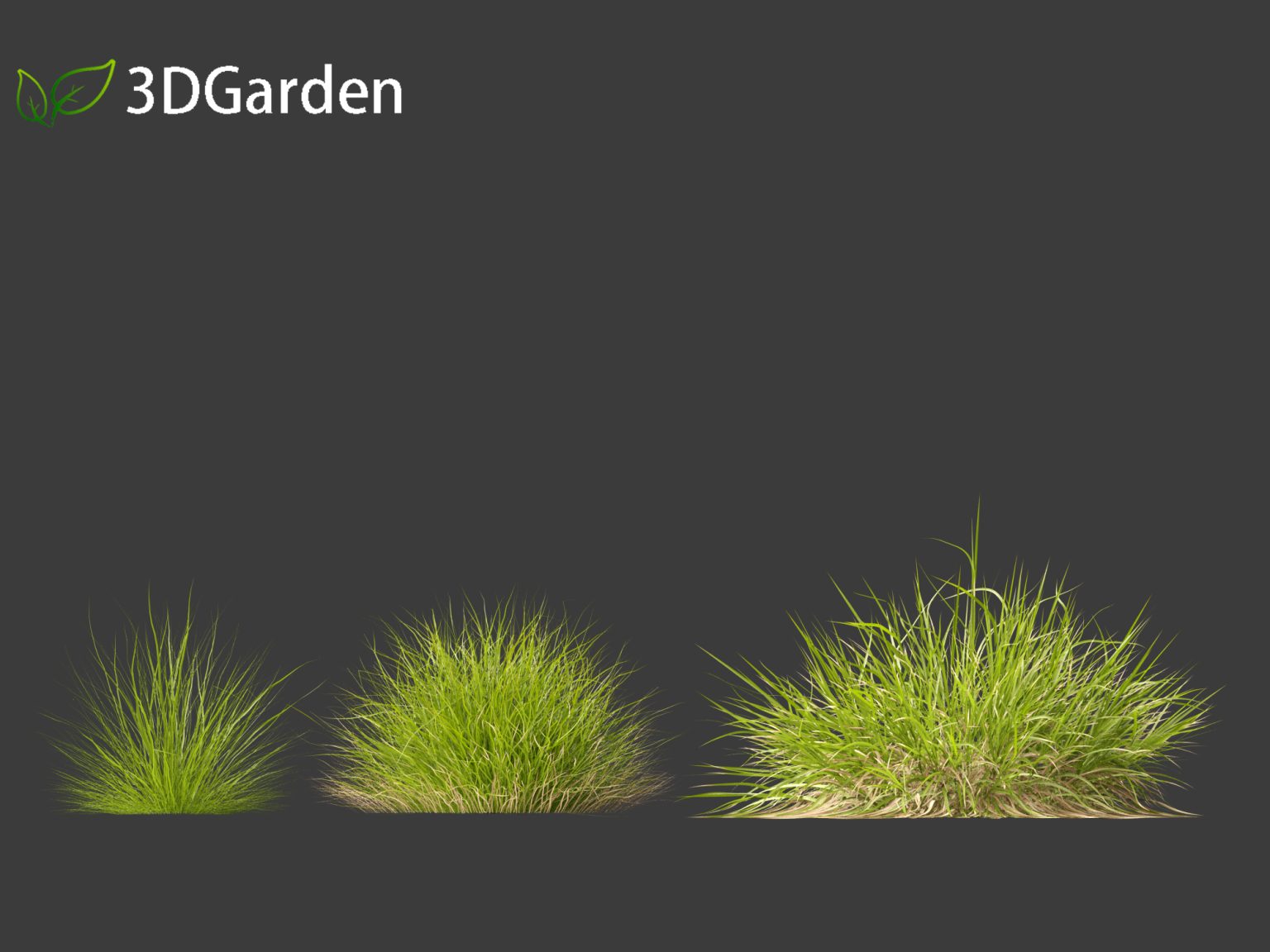 Calamagrostis arundinacea - Reed Grass 3D Model - 3DGardenPlants