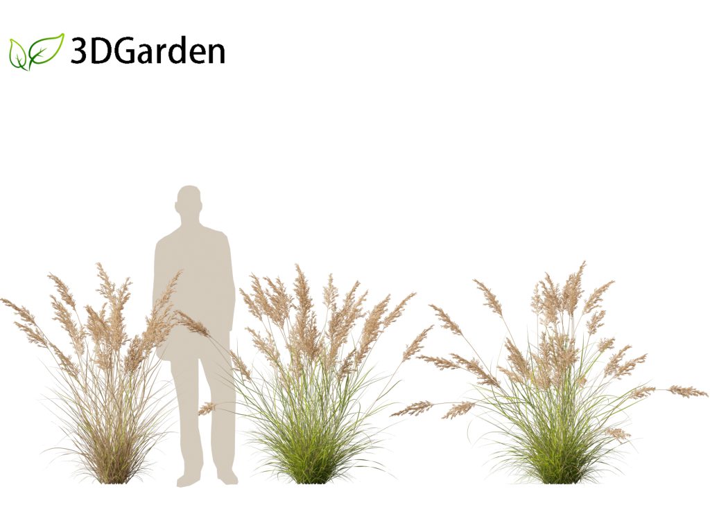 Calamagrostis canadensis - Bluejoint Reedgrass 3D Model - 3DGardenPlants