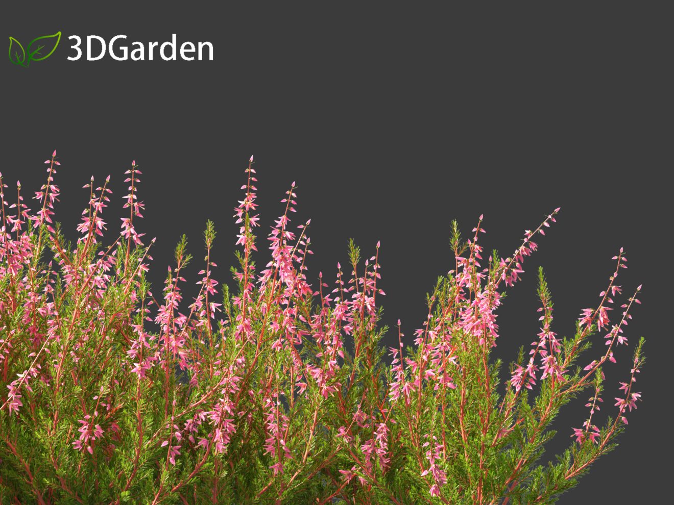 Calluna vulgaris -Scotch heather 3D Model - 3DGardenPlants