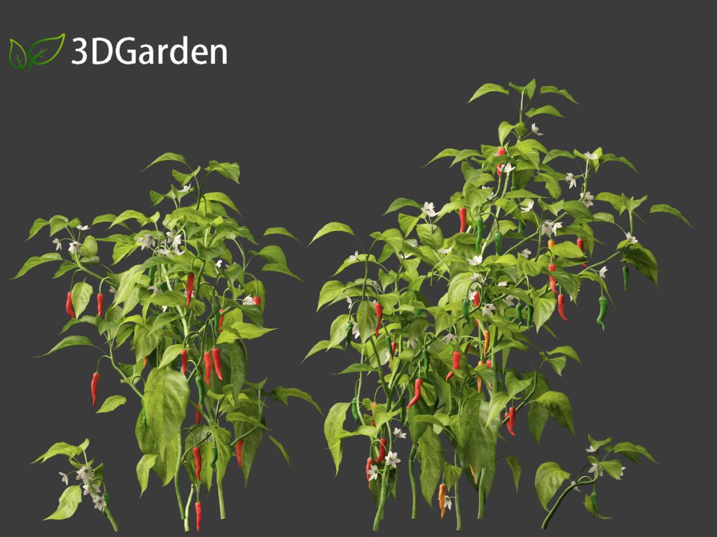 Capsicum annuum - Bell pepper 3D Model - 3DGardenPlants