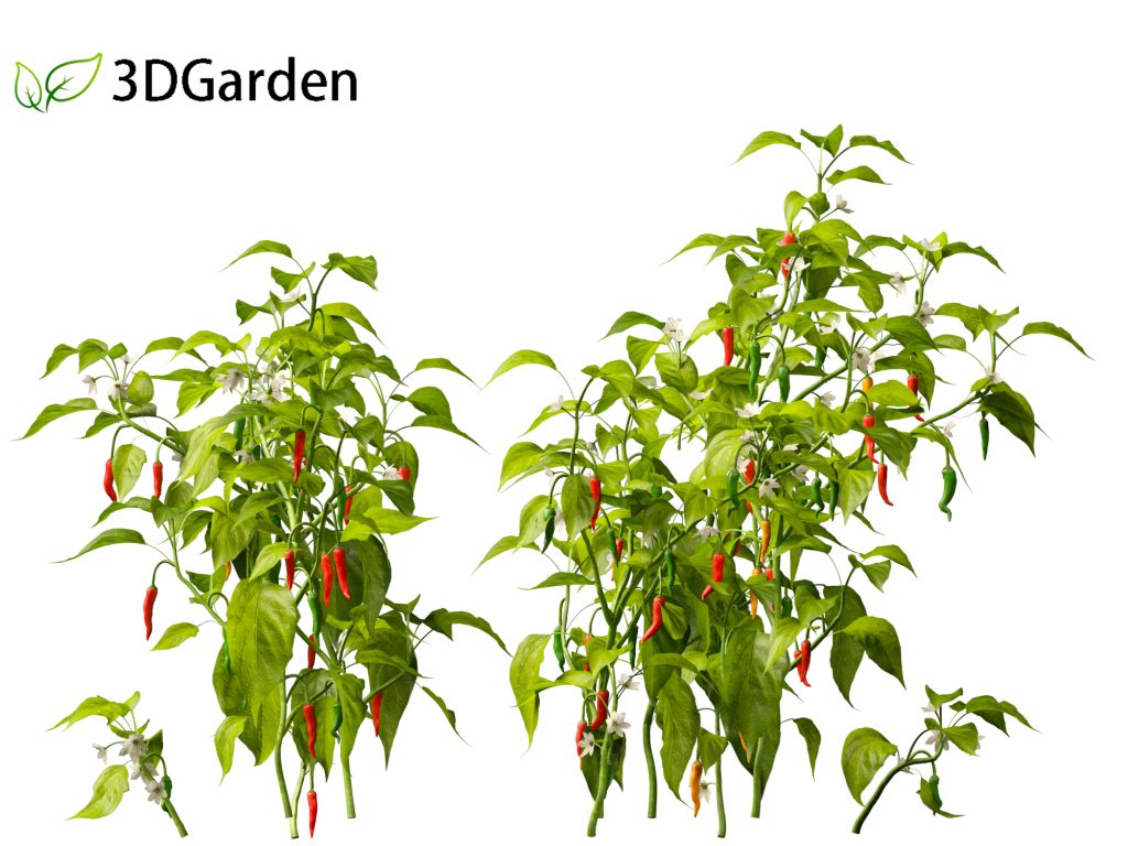 Capsicum annuum - Bell pepper 3D Model - 3DGardenPlants