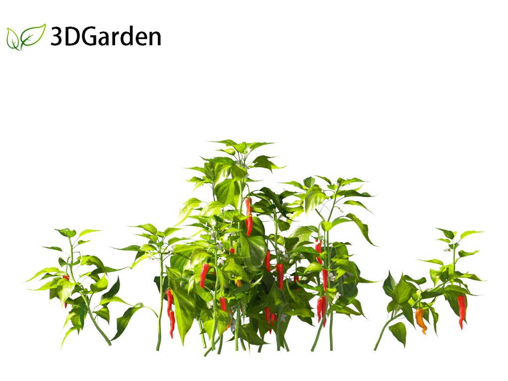 Capsicum annuum - Bell pepper 3D Model - 3DGardenPlants