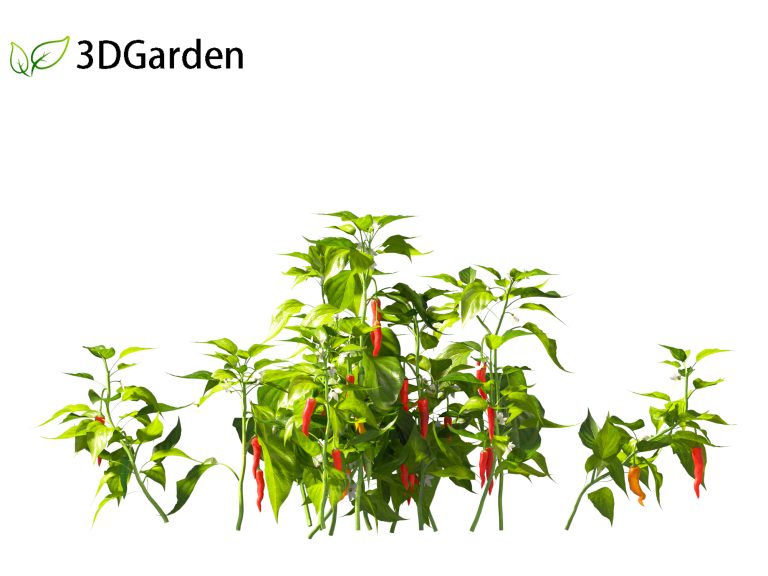 Capsicum annuum - Bell pepper 3D Model - 3DGardenPlants
