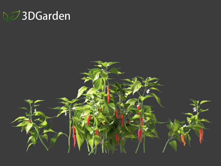 Capsicum annuum - Bell pepper 3D Model - 3DGardenPlants