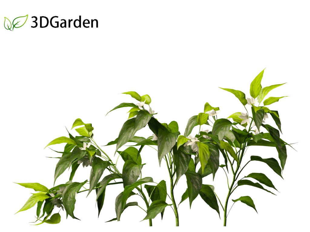 Capsicum annuum - Bell pepper 3D Model - 3DGardenPlants