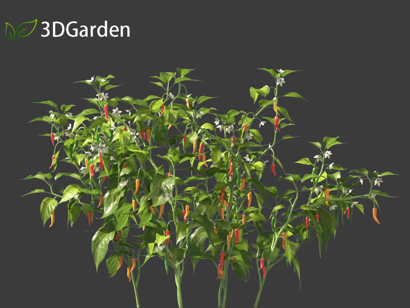 Capsicum annuum - Bell pepper 3D Model - 3DGardenPlants