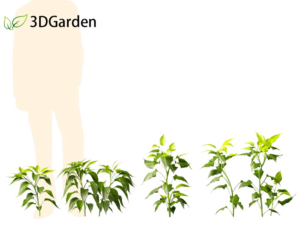 Capsicum annuum - Bell pepper 3D Model - 3DGardenPlants