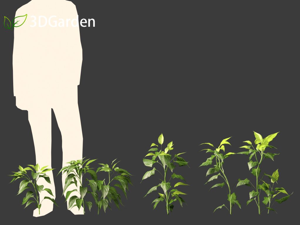 Capsicum annuum - Bell pepper 3D Model - 3DGardenPlants