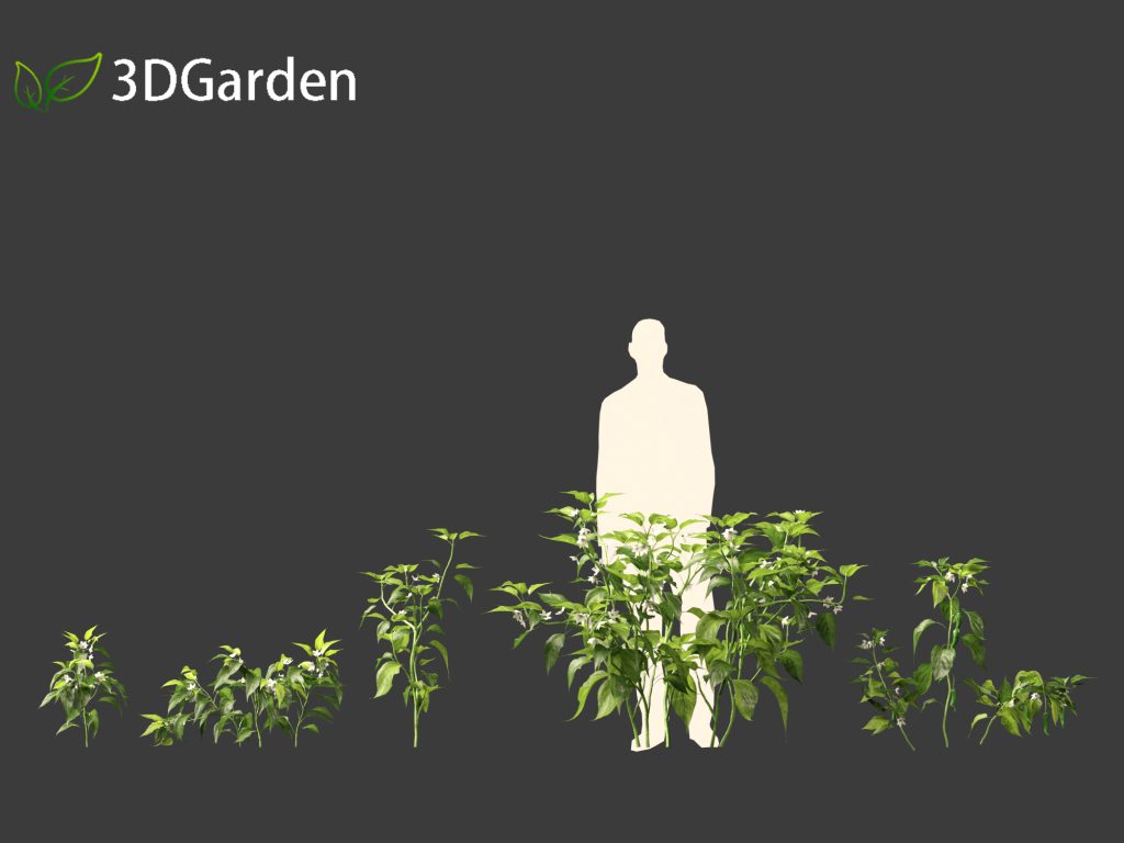 Capsicum annuum - Bell pepper 3D Model - 3DGardenPlants