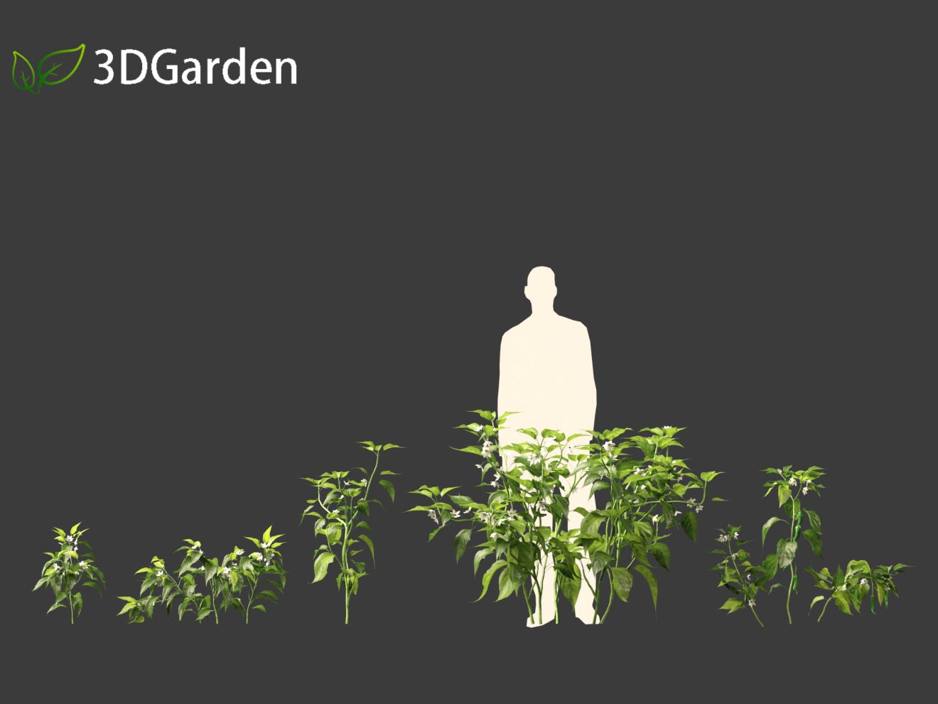 Capsicum annuum - Bell pepper 3D Model - 3DGardenPlants