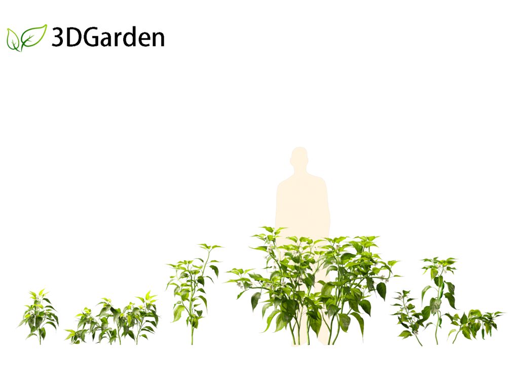 Capsicum annuum - Bell pepper 3D Model - 3DGardenPlants