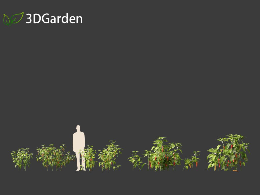 Capsicum annuum - Bell pepper 3D Model - 3DGardenPlants