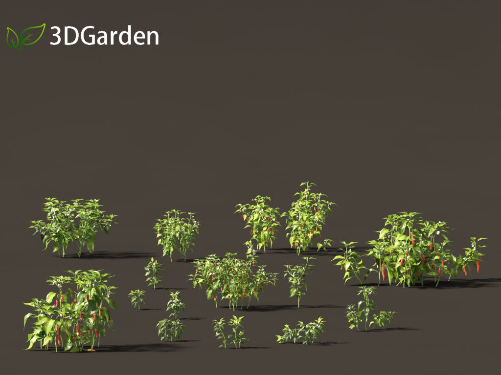 Capsicum annuum - Bell pepper 3D Model - 3DGardenPlants