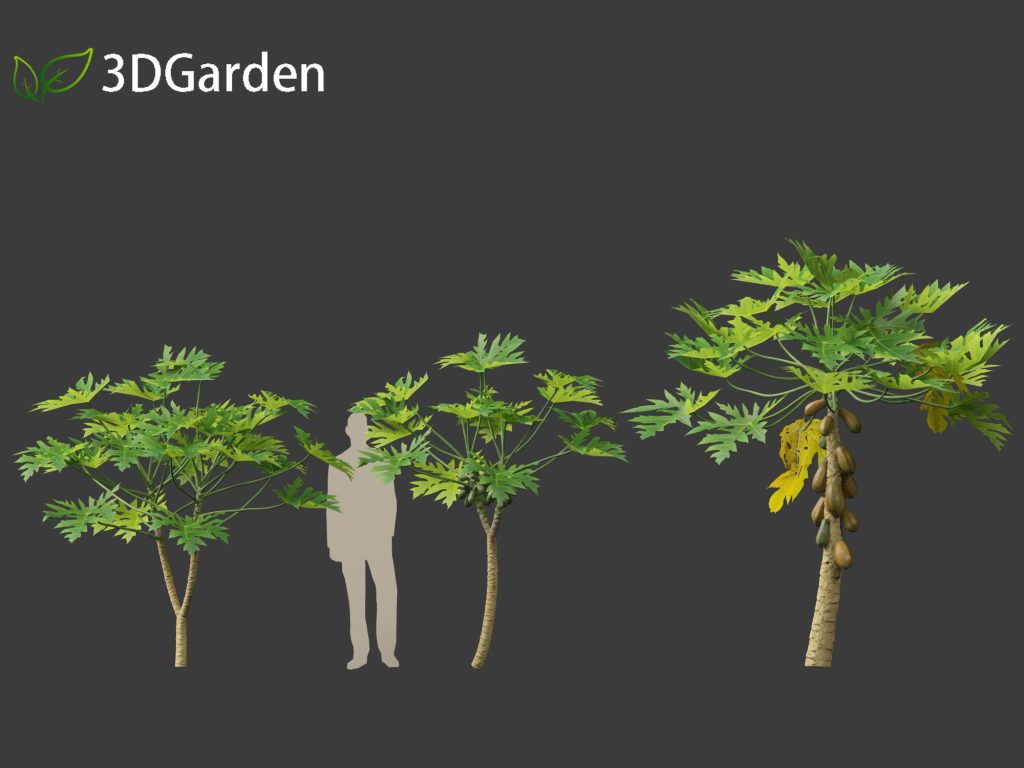Carica papaya - Pawpaw 3D Model - 3DGardenPlants