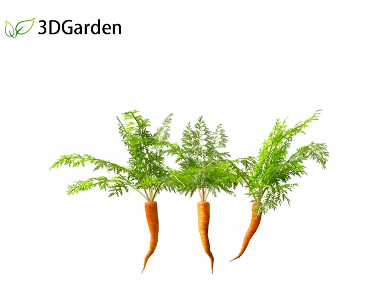Carrot - Daucus carota 3D Model - 3DGardenPlants