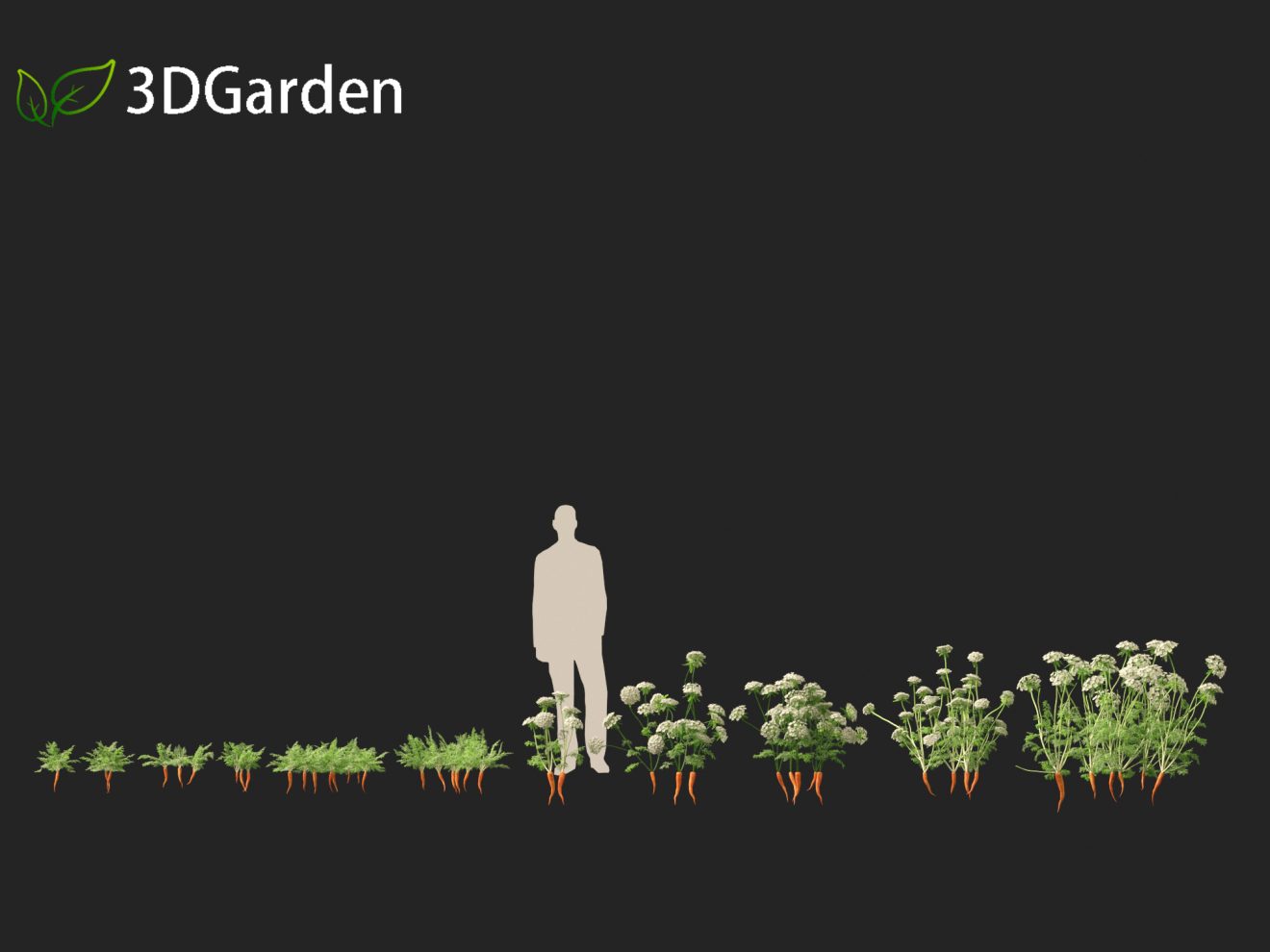 Carrot - Daucus carota 3D Model - 3DGardenPlants