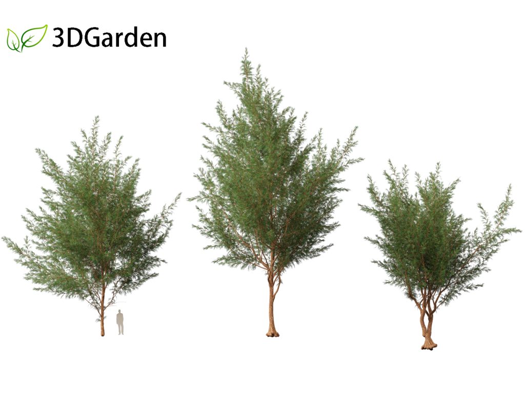 Casuarina equisetifolia - Australian pine tree 3D Model - 3DGardenPlants