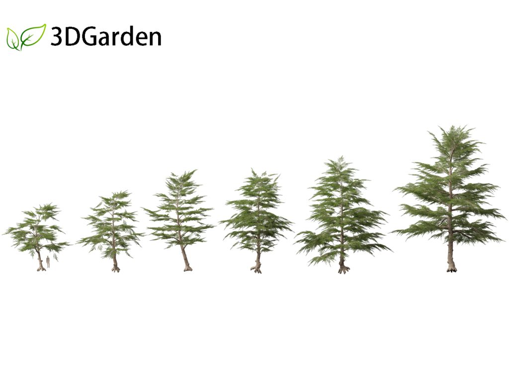 Cedrus libani - Cedar of Lebanon 3D Model - 3DGardenPlants