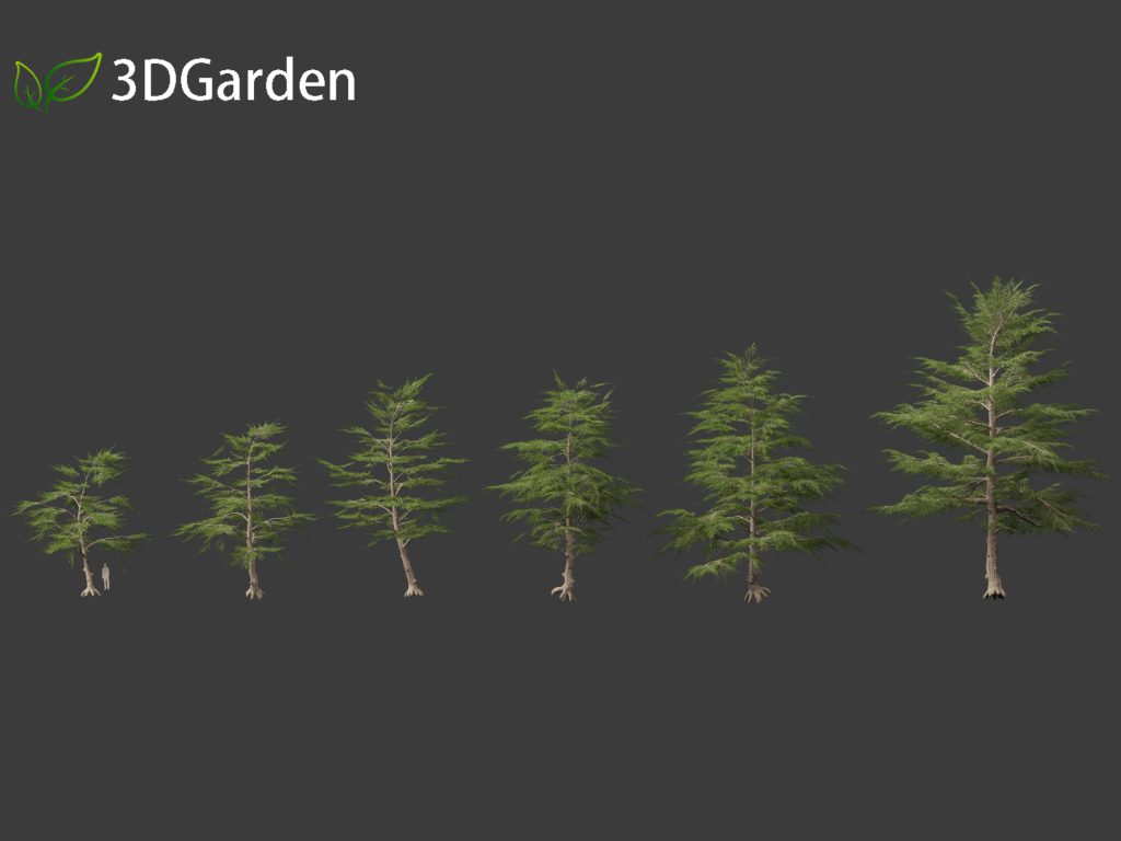 Cedrus libani - Cedar of Lebanon 3D Model - 3DGardenPlants